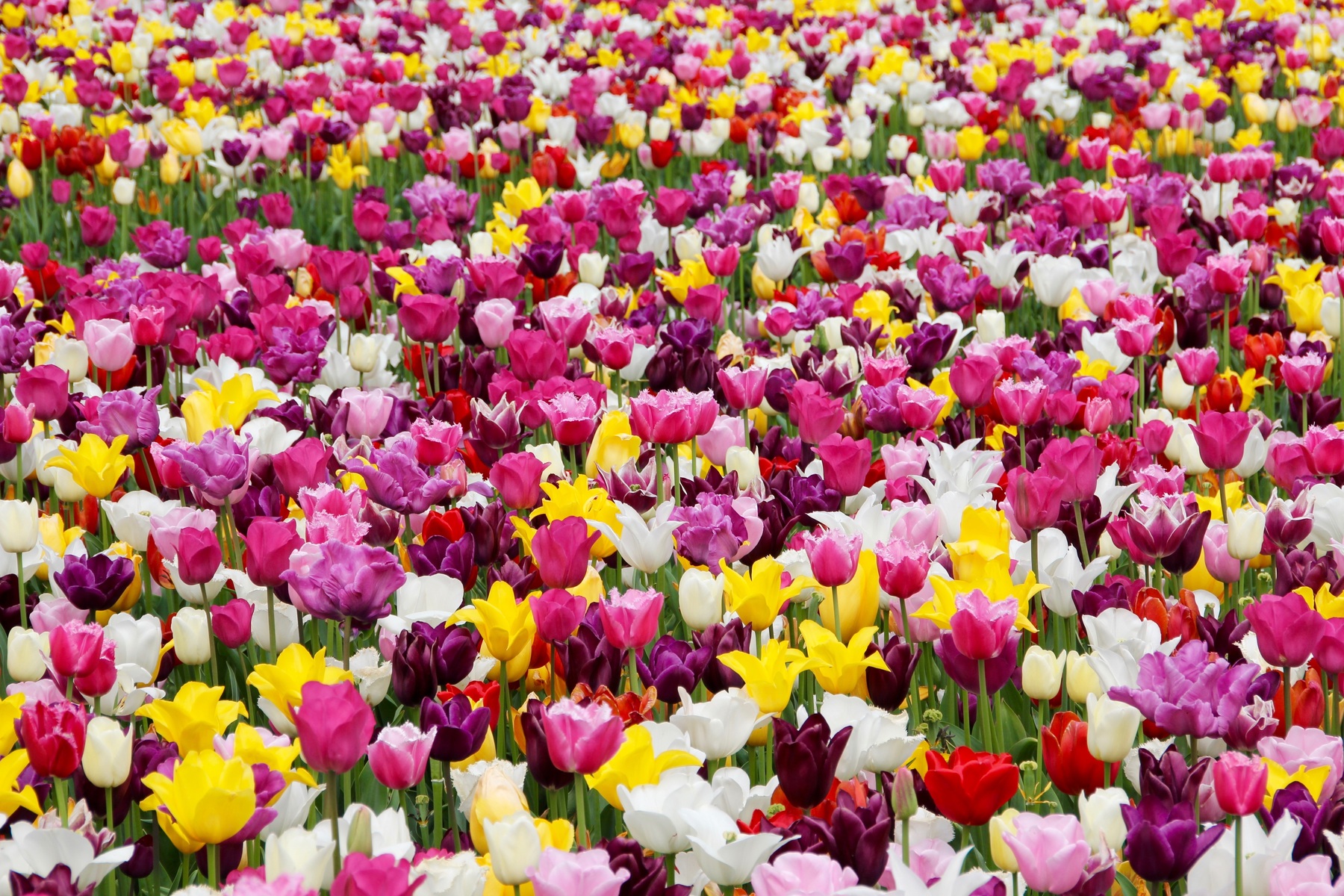 Together in Bloom - Tulip Time River Cruise — TravelJoy